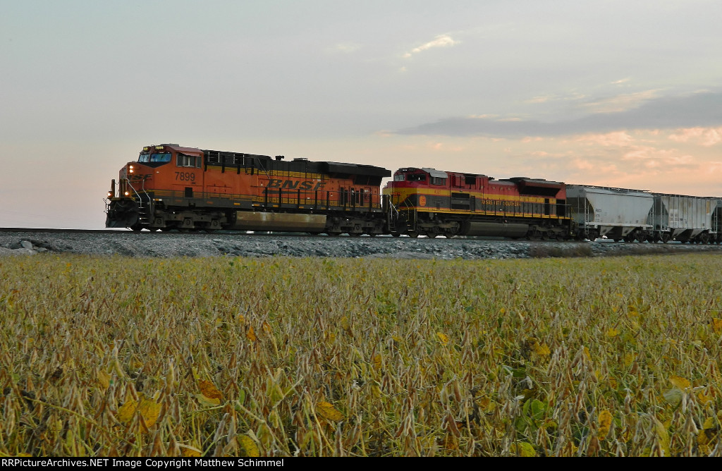 All Most Ready For Harvest